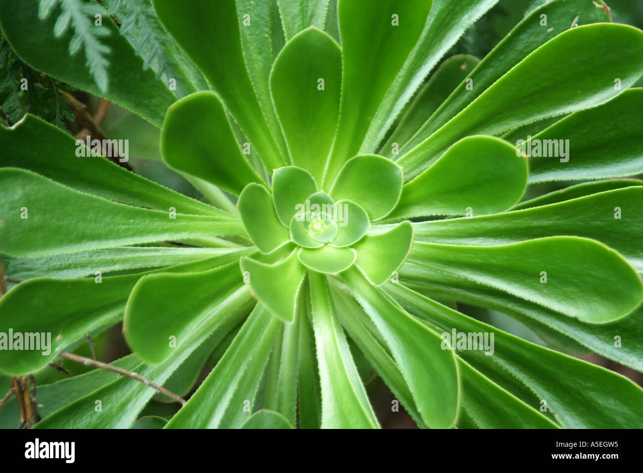green leaves pattern landscape design Stock Photo - Alamy
