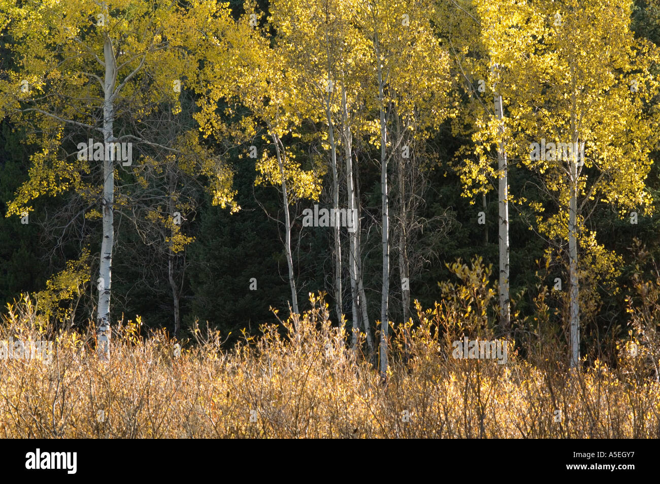 Autumn in Yellowstone National Park, Wyoming, United States Stock Photo ...