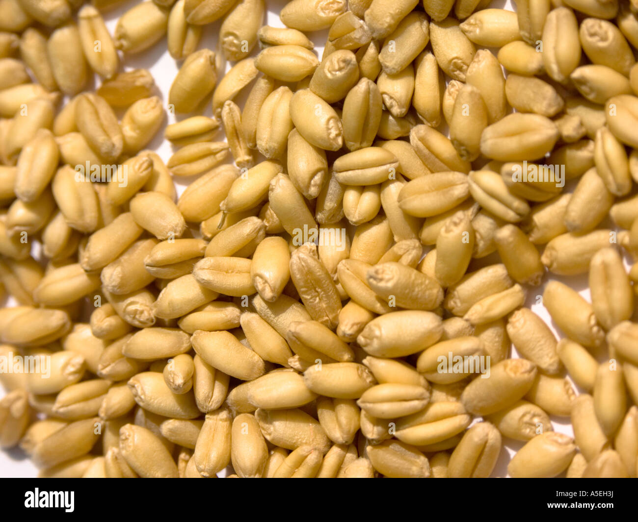 Closeup view of cereal grains - oats Stock Photo - Alamy