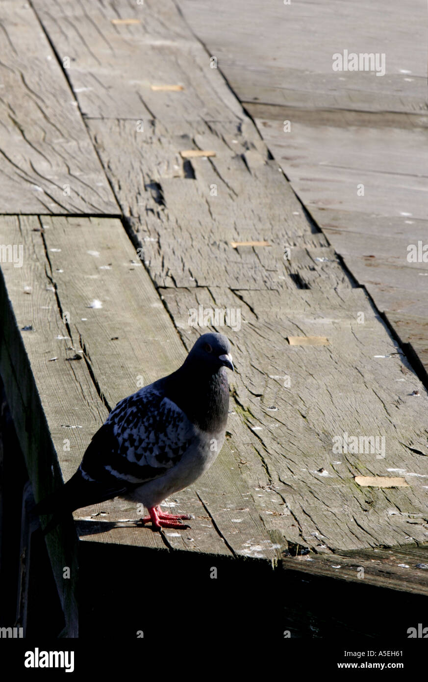 Turtle dove natural dove close up birds bird pigeon single wooden floor ...