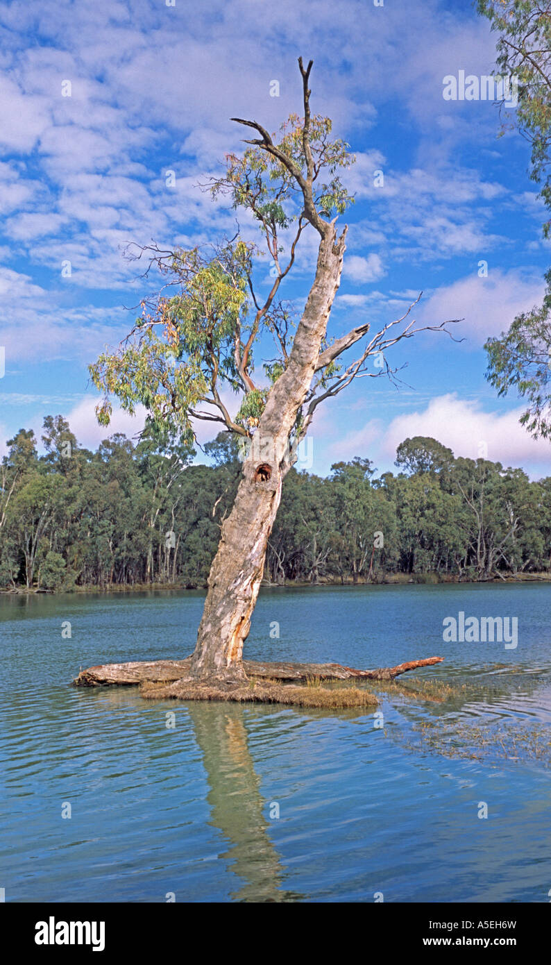 Solitary dead tree in blue water of Murray River near Wentworth NSW ...