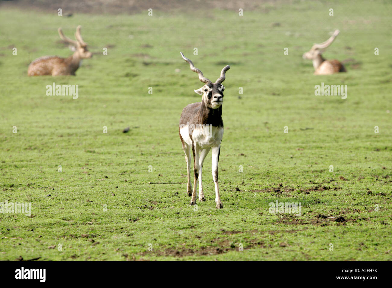 Antelope cervicapra antilope blackbuck Africa desert arid horn ...