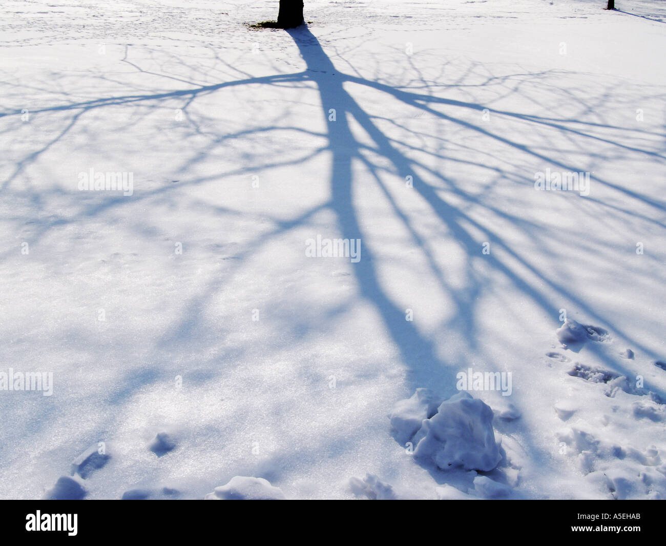 shadow of a tree on snow Stock Photo - Alamy