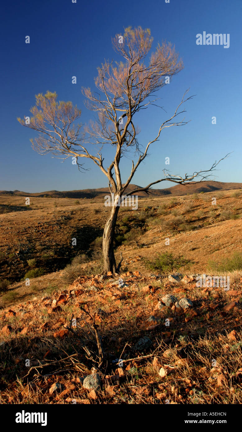 Lone Tree; Silverton; Broken Hill; New South Wales; Outback Australia ...