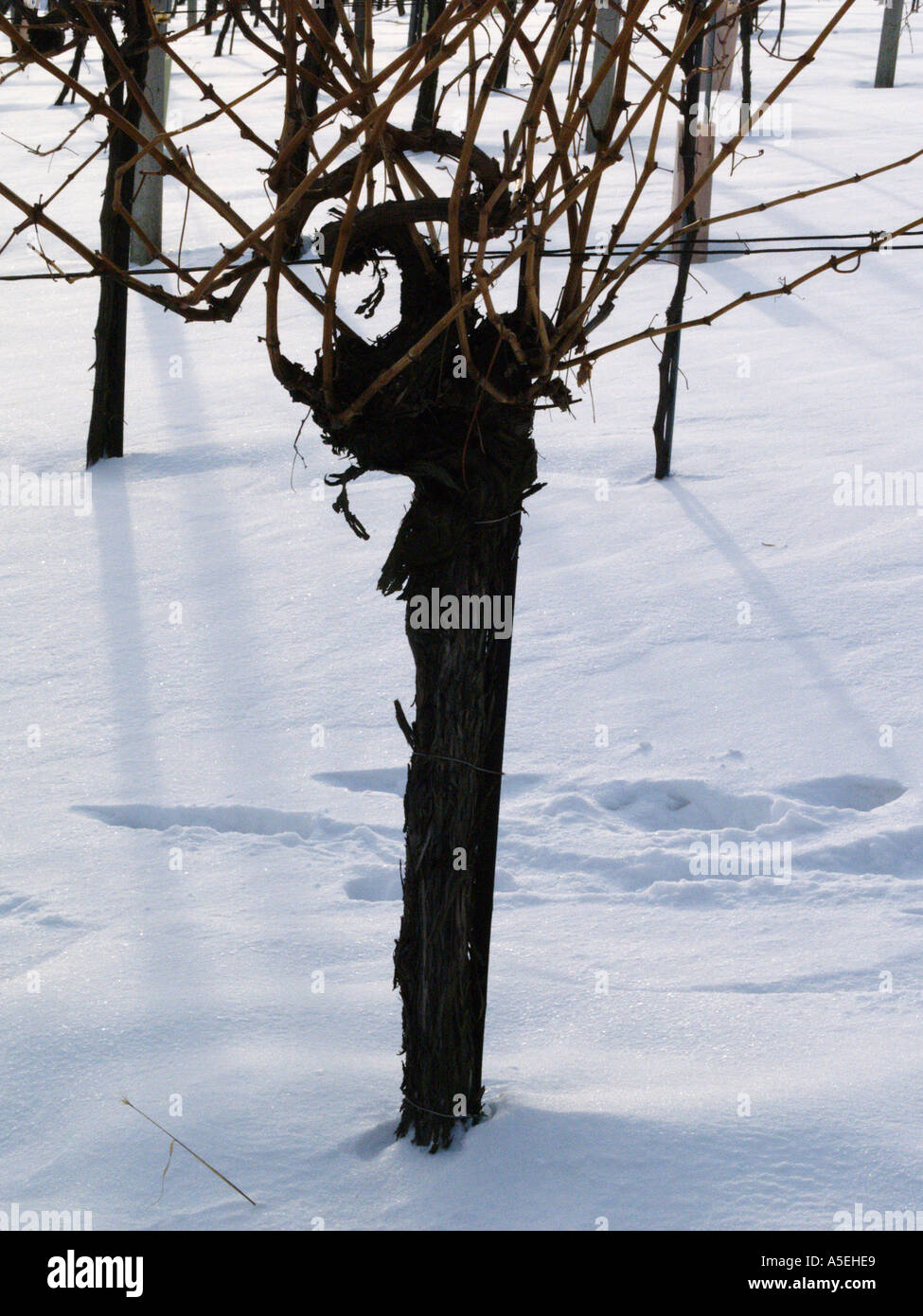 Winter vineculture wine hi-res stock photography and images - Alamy