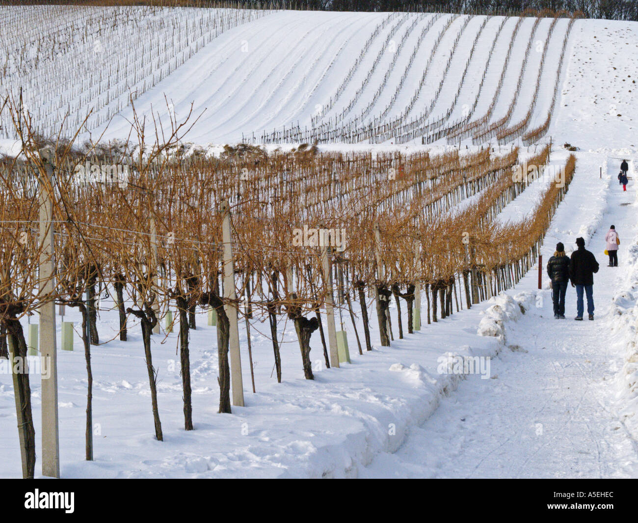 strollers along the grapevine slope in the winter with snow Stock Photo ...