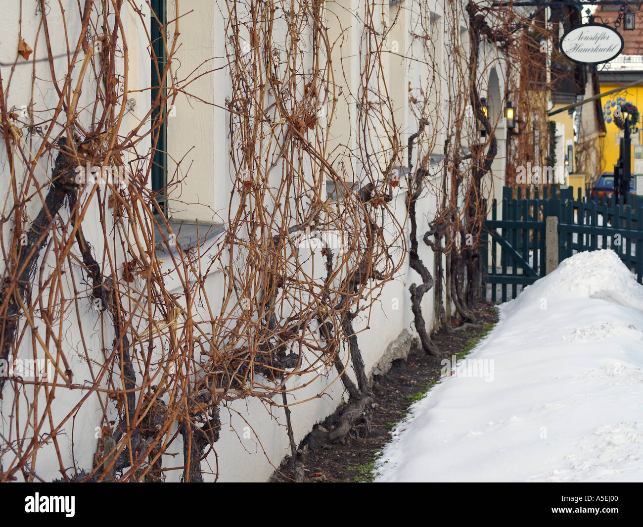 house facade with grapevine in the winter Stock Photo - Alamy