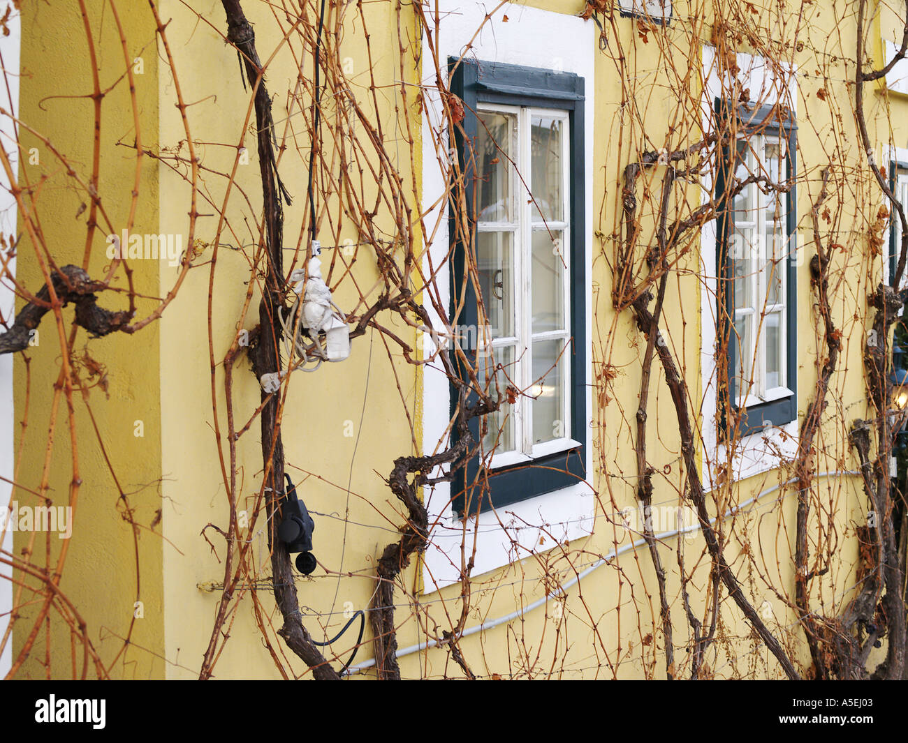 Grapevine in front of house hi-res stock photography and images - Alamy
