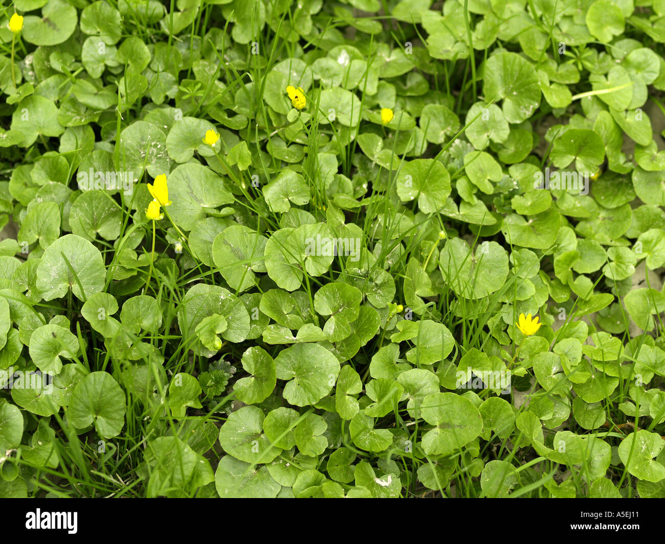 National park donauauen hi-res stock photography and images - Alamy