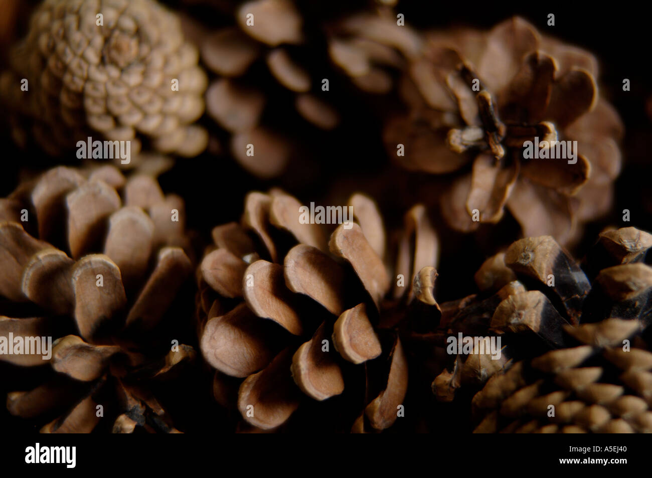 Pine cone pattern Stock Photo - Alamy