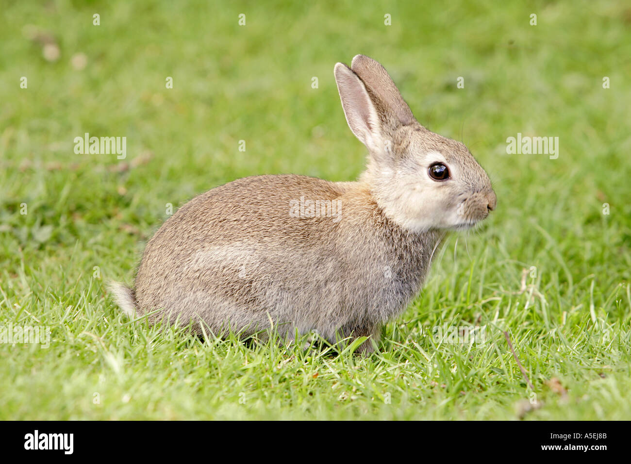 grey rabbit green grass Stock Photo - Alamy