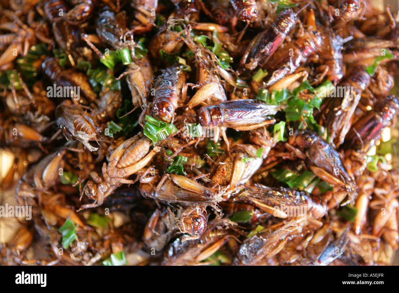 fried beetles for lunch on thai market Stock Photo - Alamy