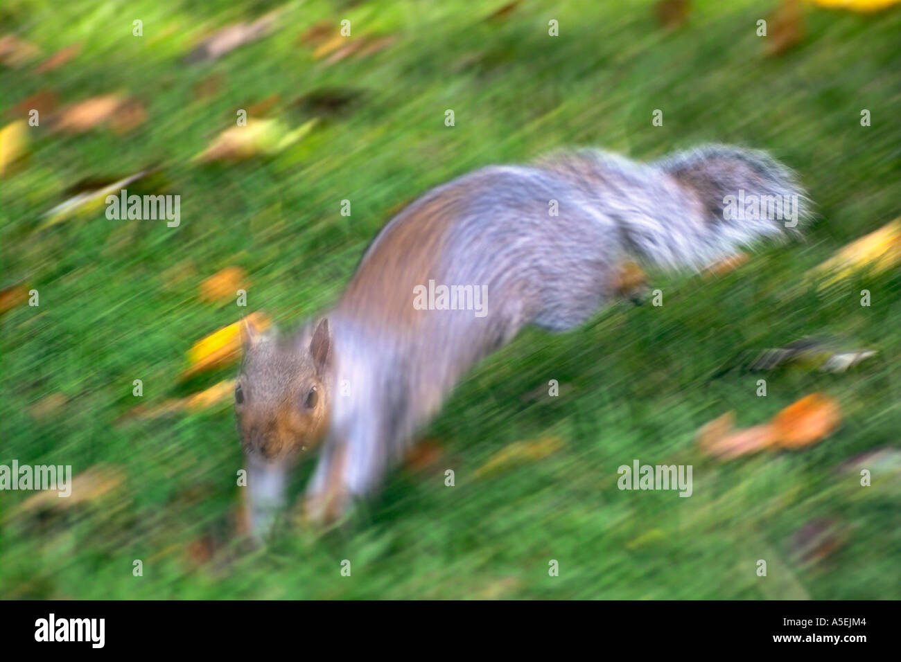 Fast moving squirrel hi-res stock photography and images - Alamy