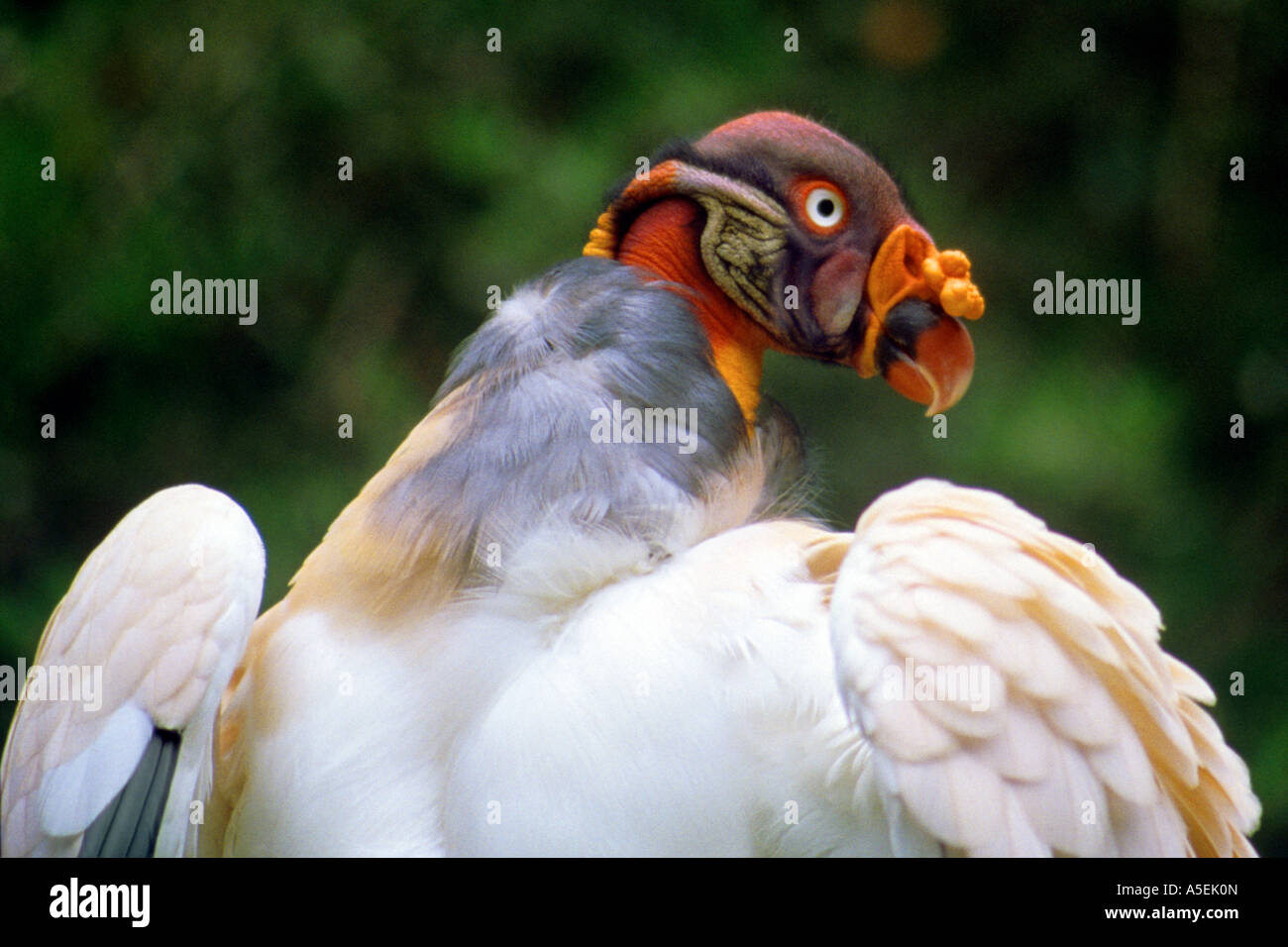 Giant condor illustration hi-res stock photography and images - Alamy