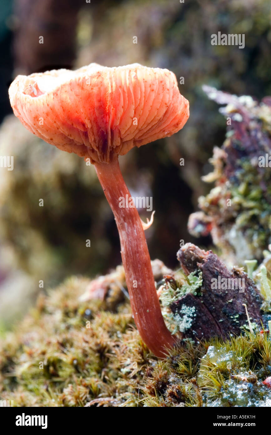 Common deceiver hi-res stock photography and images - Alamy