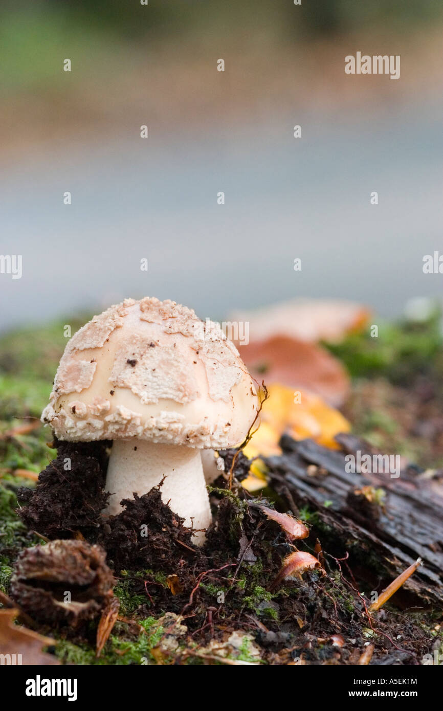White False Deathcap Stock Photo - Alamy