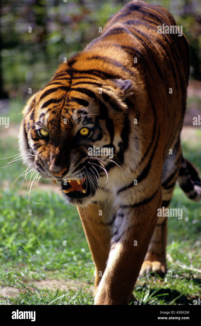 Wild bengal tiger china hi-res stock photography and images - Alamy