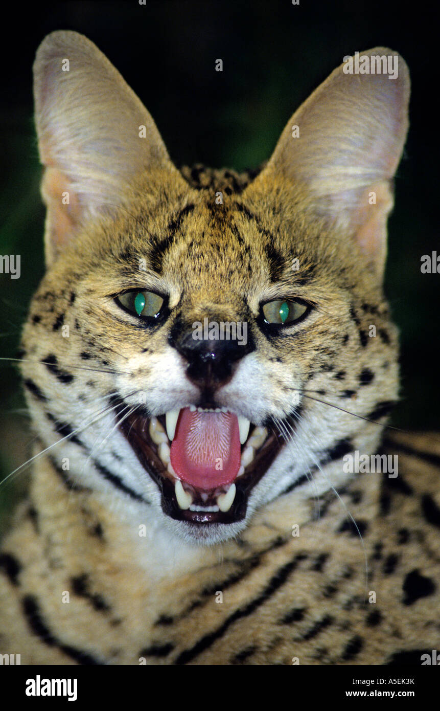 The serval (Leptailurus serval), a medium sized cat found in central ...