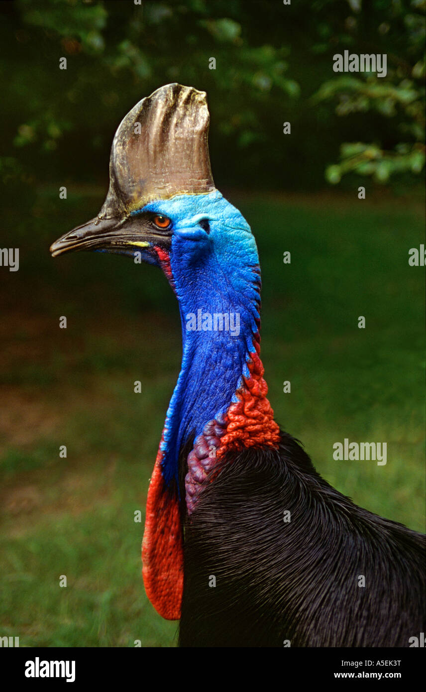 Third largest species hi-res stock photography and images - Alamy