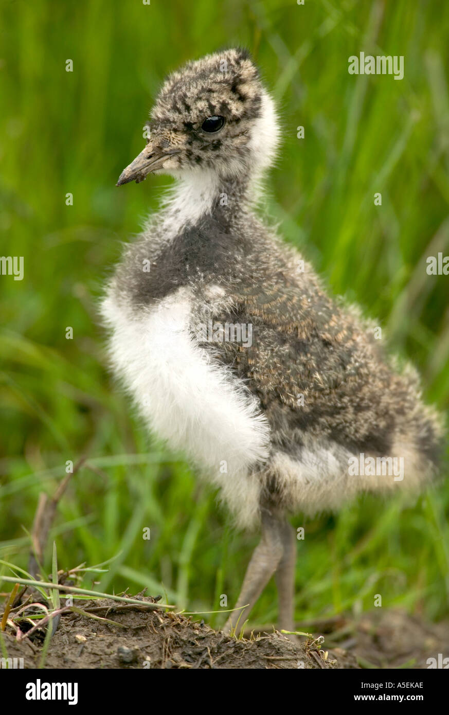 Baby lapwing uk hi-res stock photography and images - Alamy