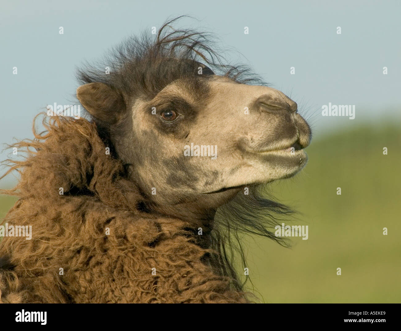 Hairy camel hi-res stock photography and images - Alamy