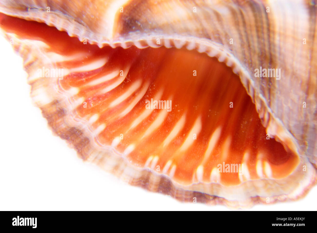 shell in a white background Stock Photo - Alamy