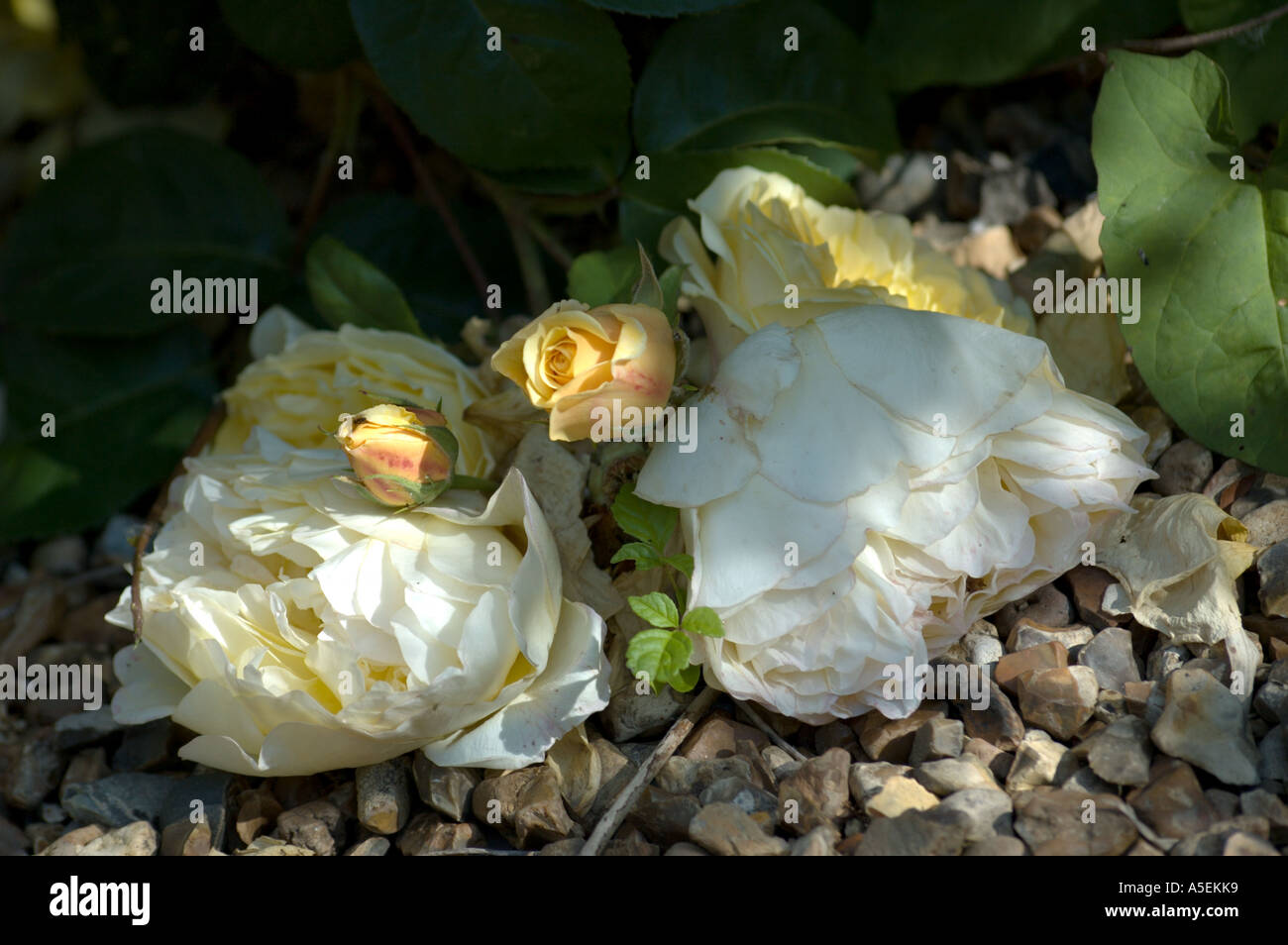 Fallen withered roses Stock Photo - Alamy