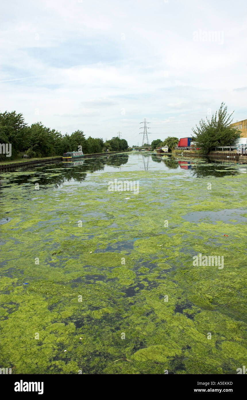 Uk algae river hi-res stock photography and images - Alamy
