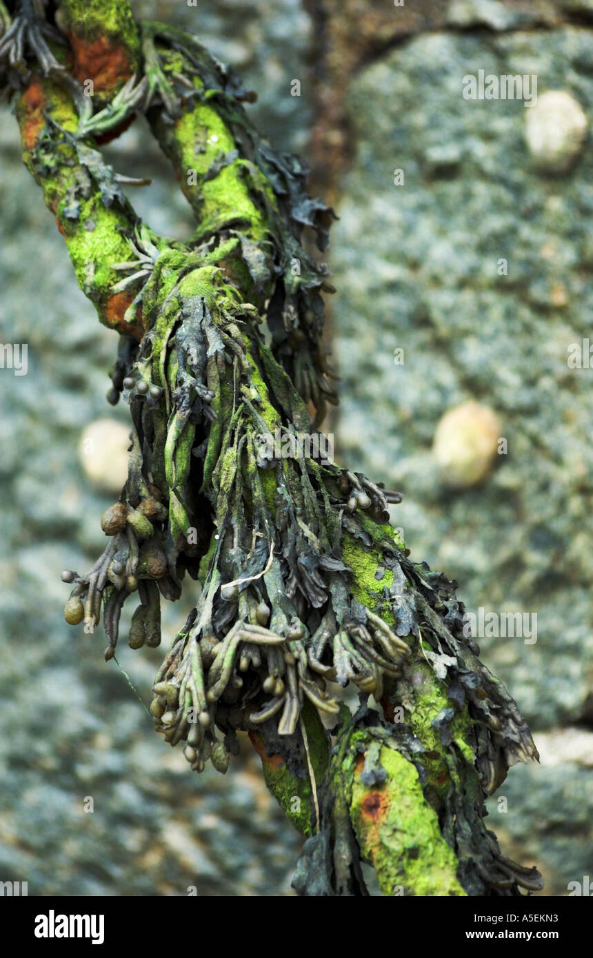 Seaweed algae and moss on rusty chain Stock Photo - Alamy