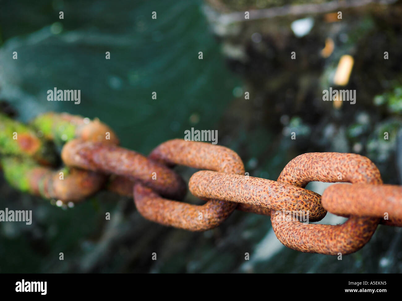 Seaweed algae and moss on rusty chain Stock Photo - Alamy