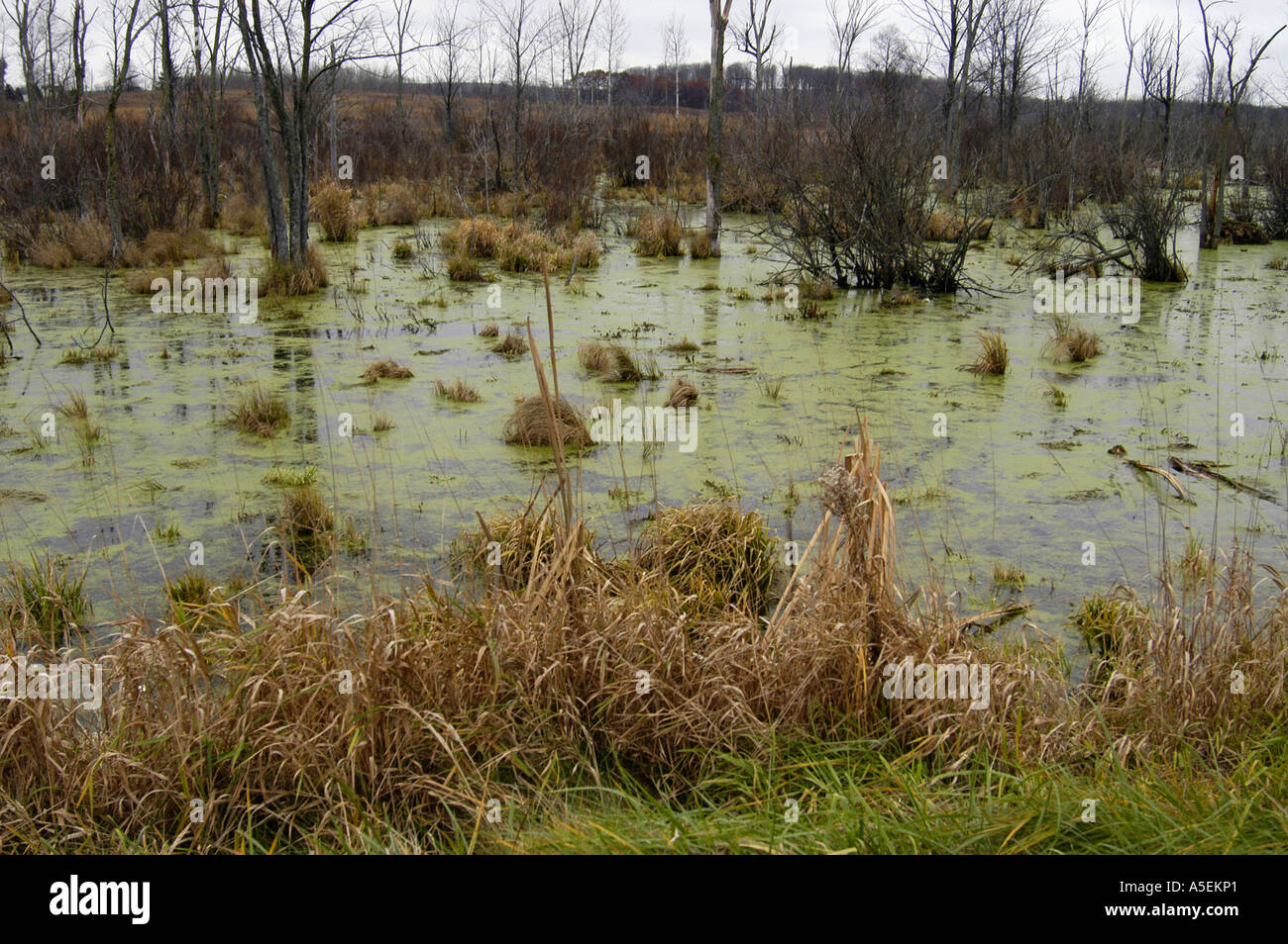 Michigan frogs hi-res stock photography and images - Alamy