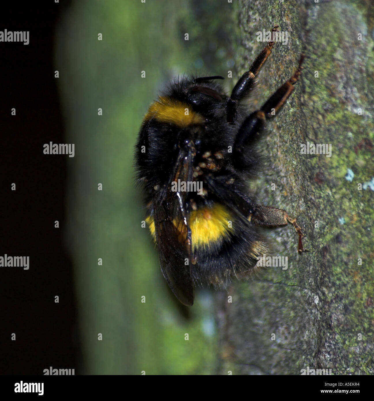 Bumble bee infected with parasites Stock Photo - Alamy