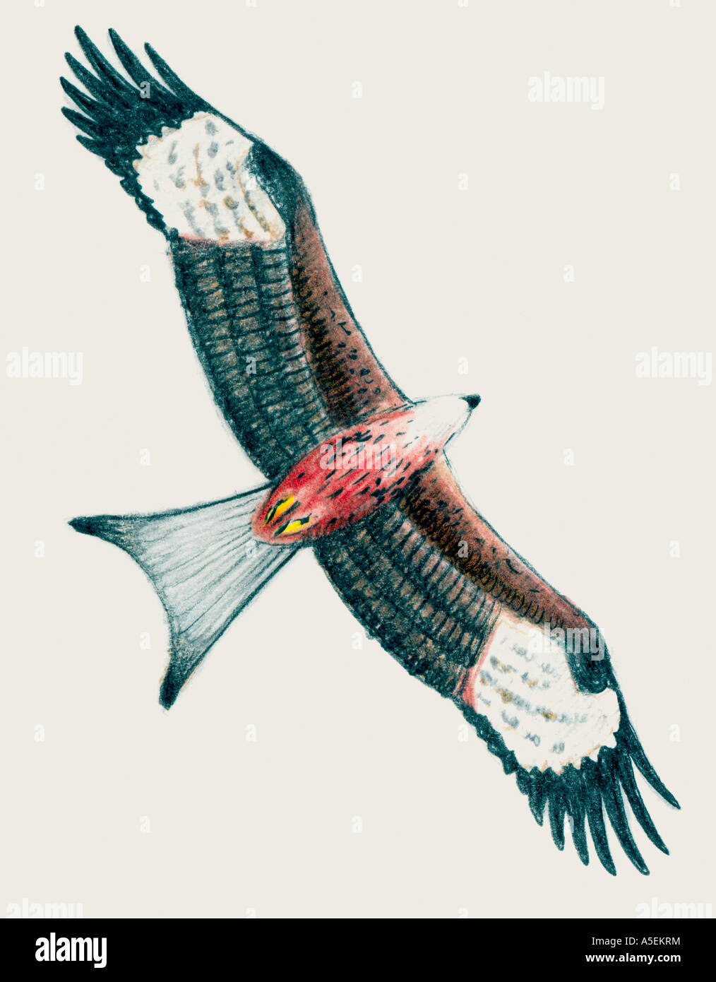 Red kite bird drawing hi-res stock photography and images - Alamy