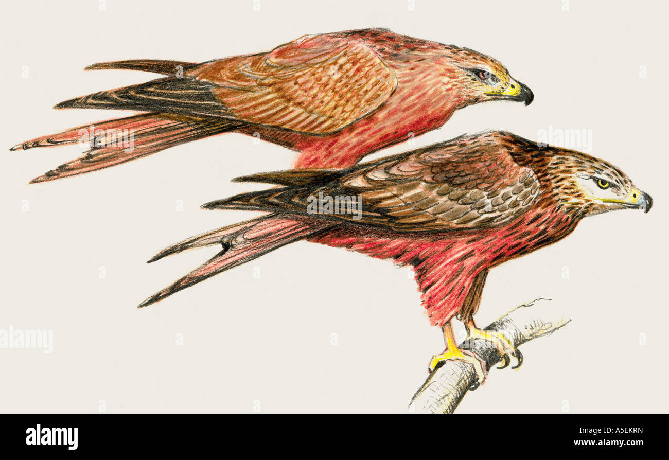 Red kite bird drawing hi-res stock photography and images - Alamy