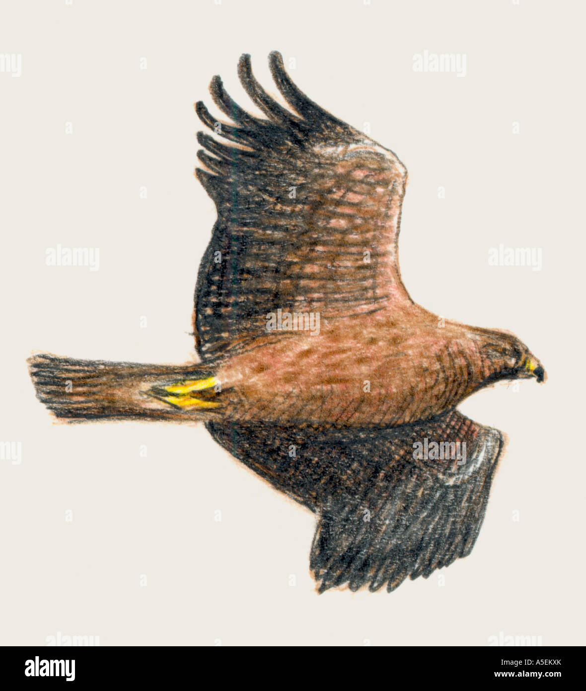 AQUILA POMARINA(C.L.BREHM),LESSER SPOTTED EAGLE Stock Photo - Alamy