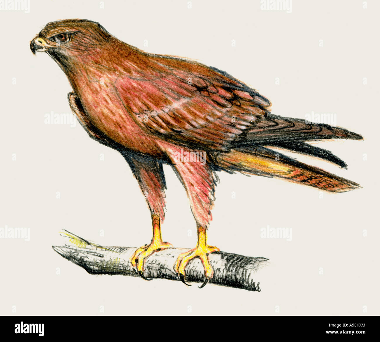 AQUILA POMARINA(C.L.BREHM),LESSER SPOTTED EAGLE Stock Photo - Alamy