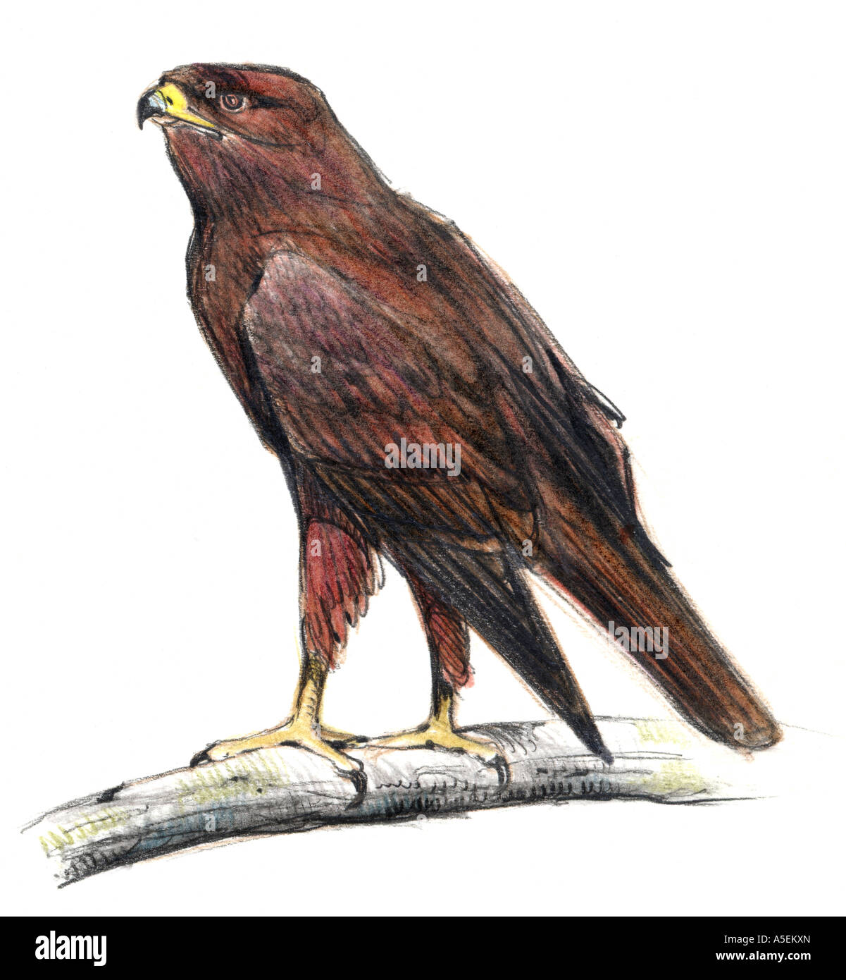 AQUILA POMARINA(C.L.BREHM),LESSER SPOTTED EAGLE Stock Photo - Alamy