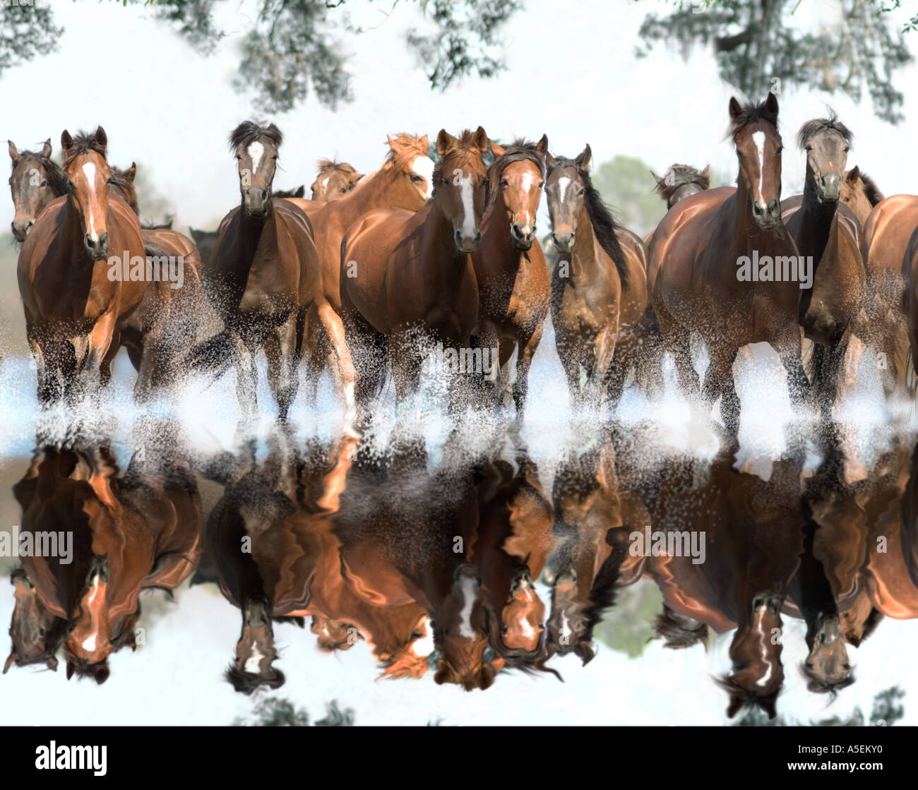 Herd of mares galloping toward us splashing in shallow water Stock ...