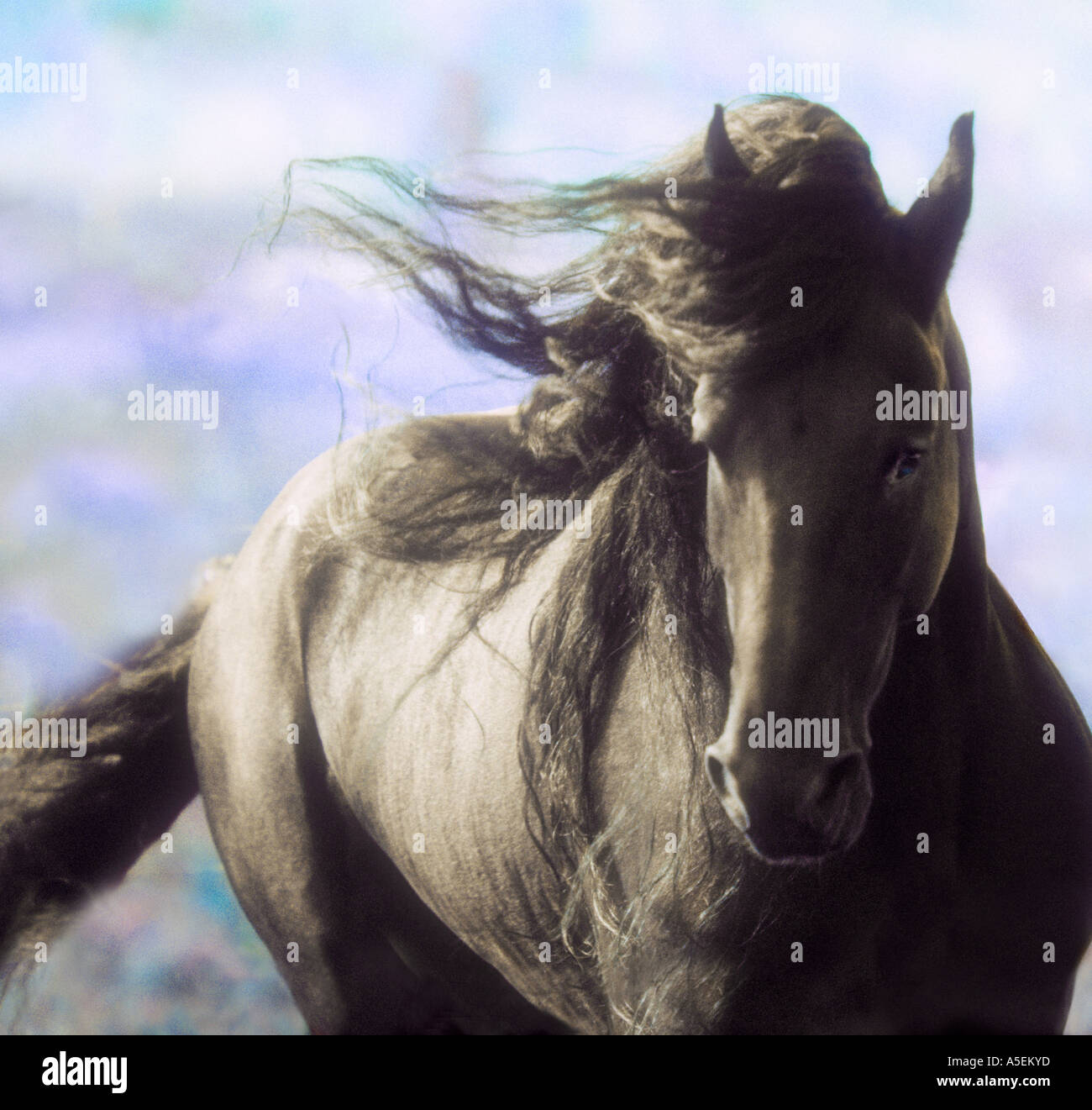 Head of Friesian stallion looking at us with mane flying Stock Photo ...