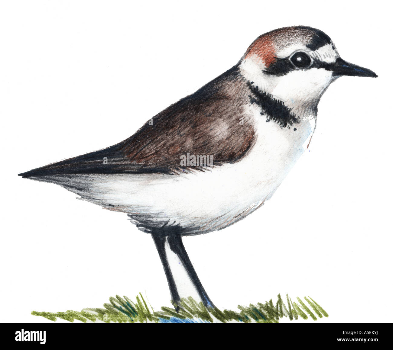 CHARADRIUS ALEXANDRINUS(L.),KENTICH PLOVER Stock Photo - Alamy