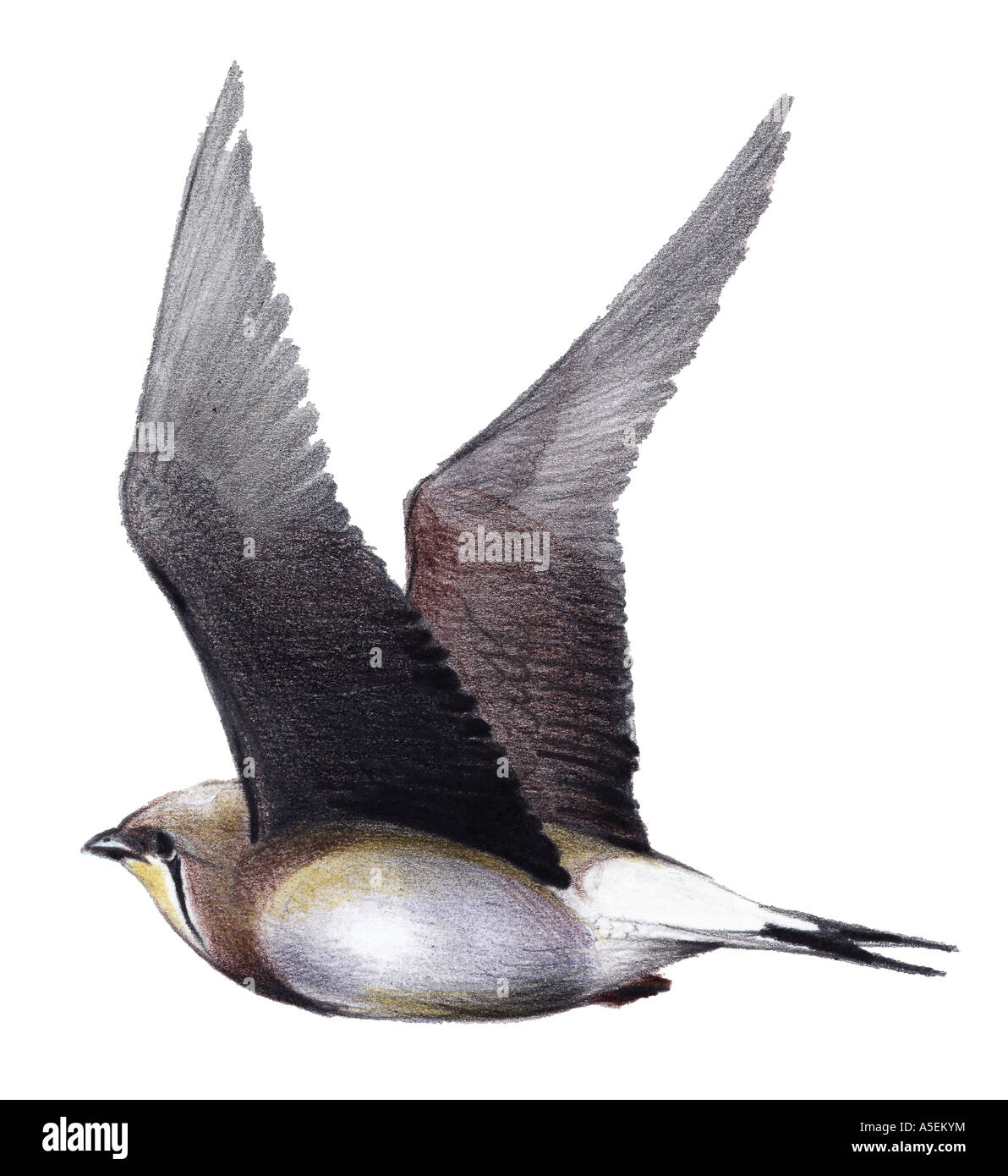 Glareola pratincola l hi-res stock photography and images - Alamy