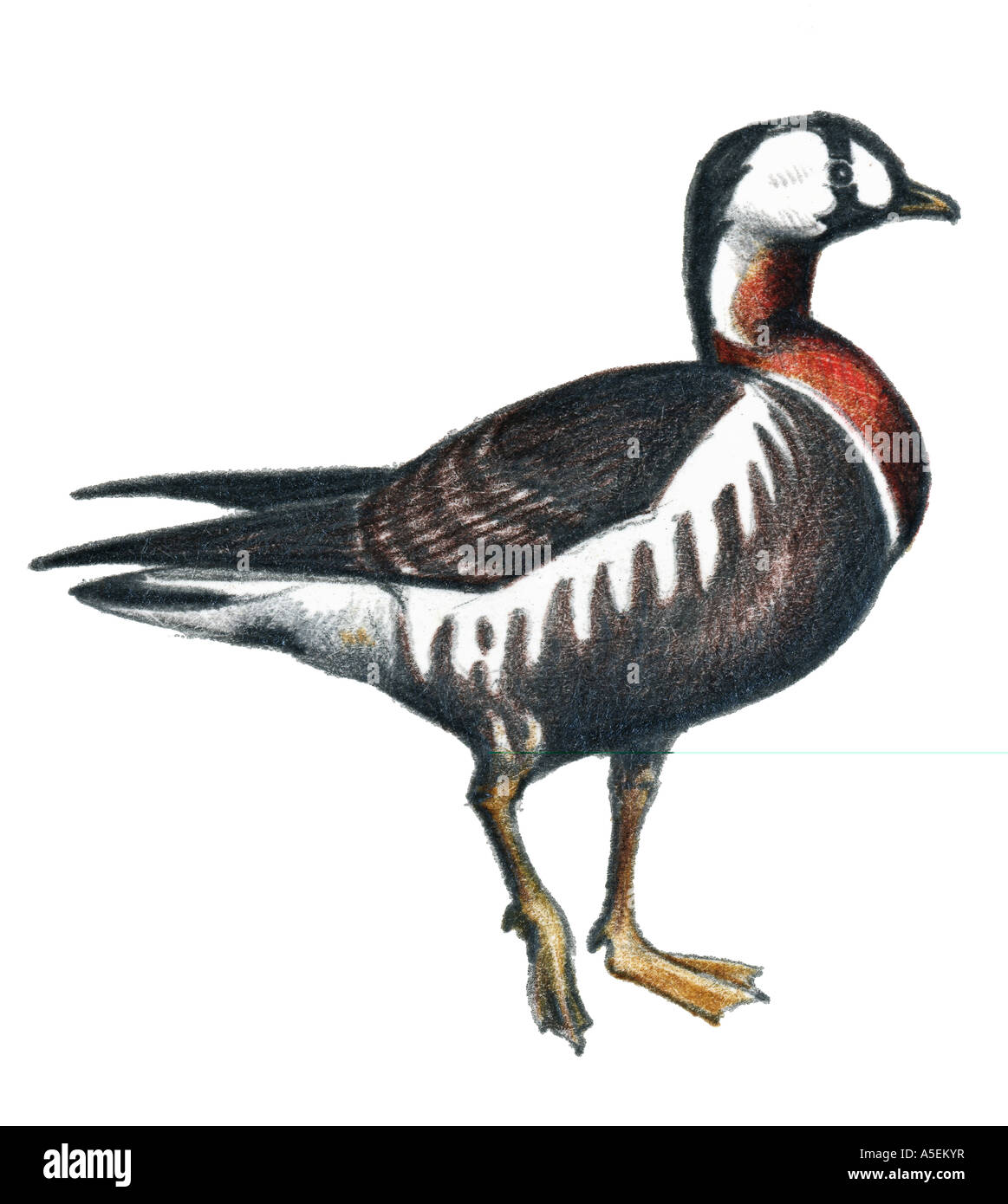 BRANTA RUFICOLLIS(PALLAS),RED-BREASTED GOOSE Stock Photo - Alamy