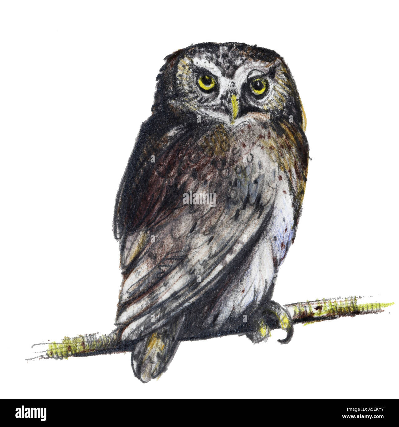 GLAUCIDIUM PASSERINUM(L.),EURASIAN PYGMY OWL Stock Photo - Alamy
