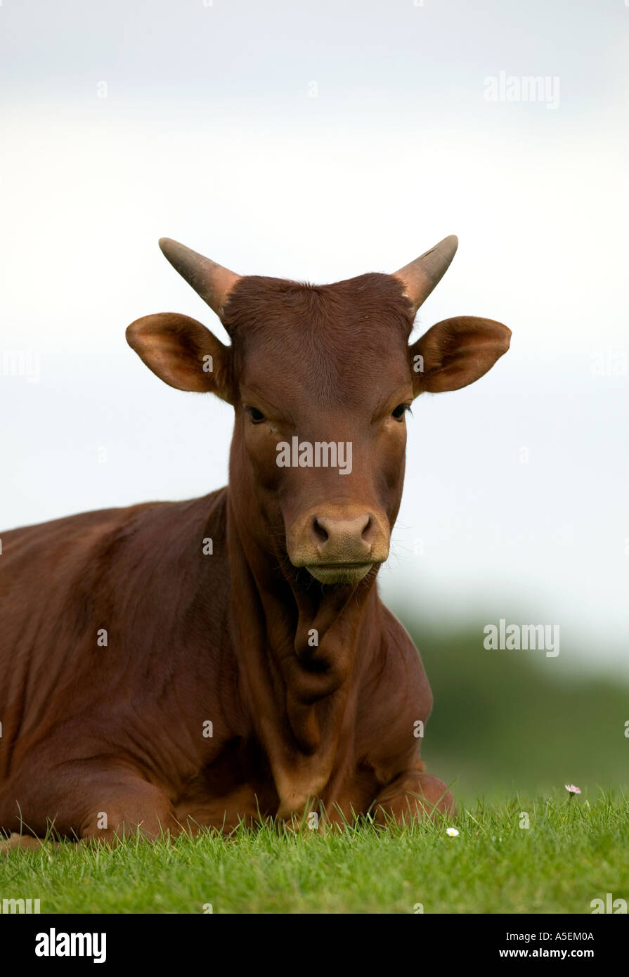 Bos taurus domestic cattle hi-res stock photography and images - Alamy
