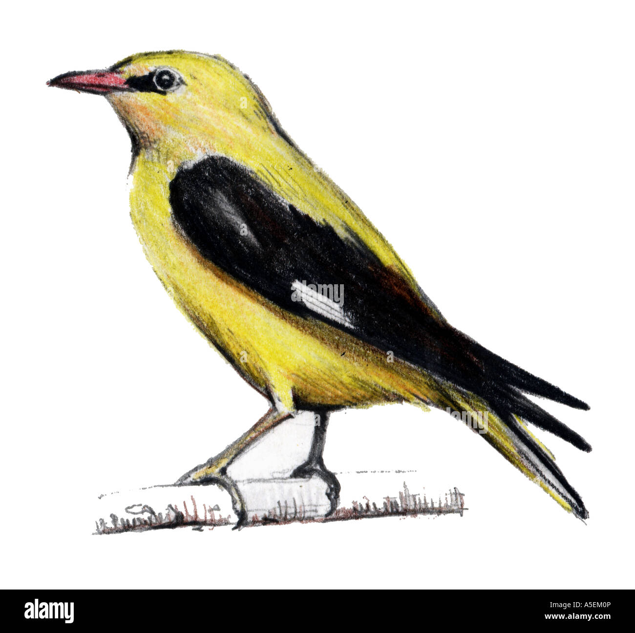 ORIOLUS ORIOLUS(L.),GOLDEN ORIOLE Stock Photo - Alamy