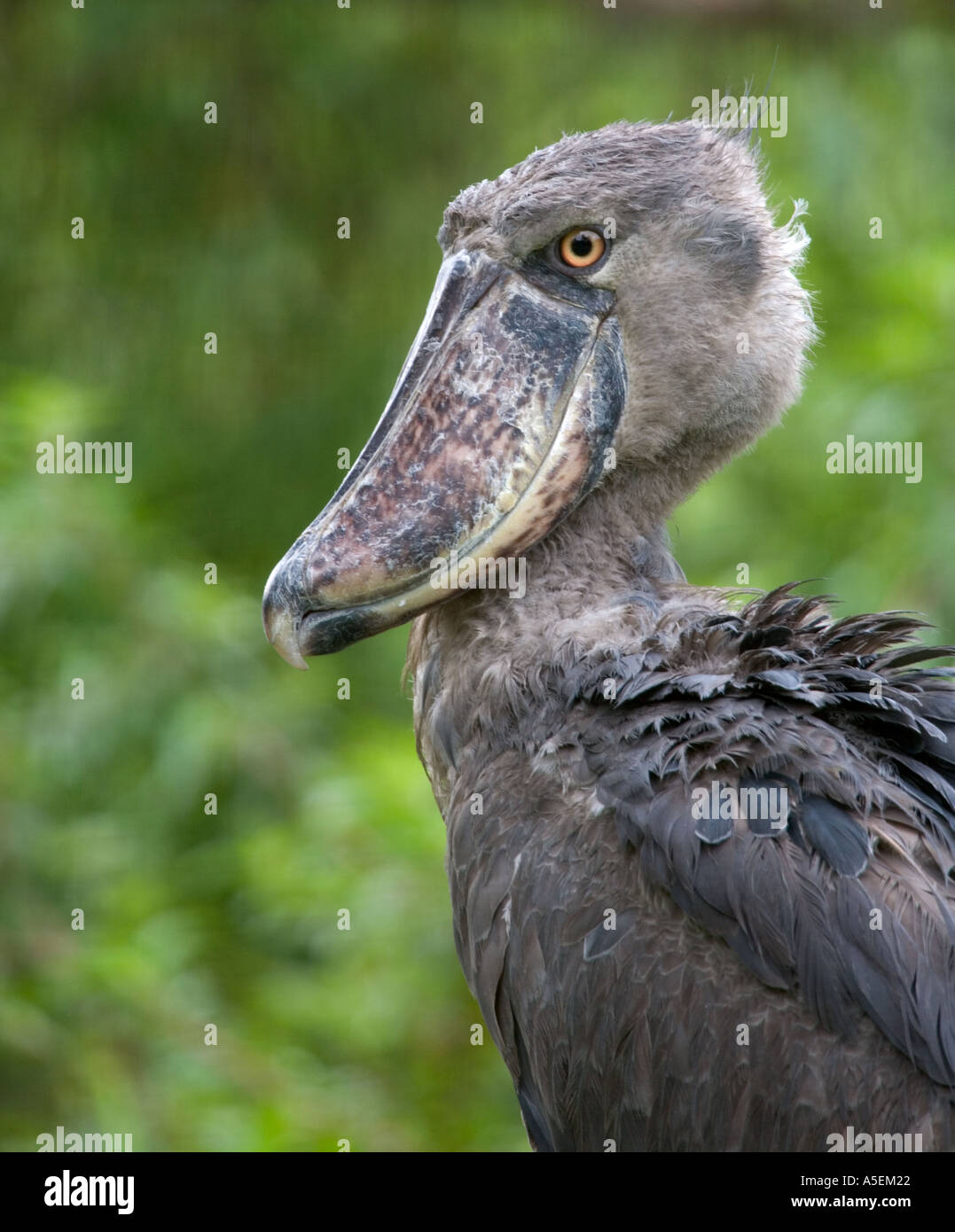 Large shoebill hi-res stock photography and images - Alamy