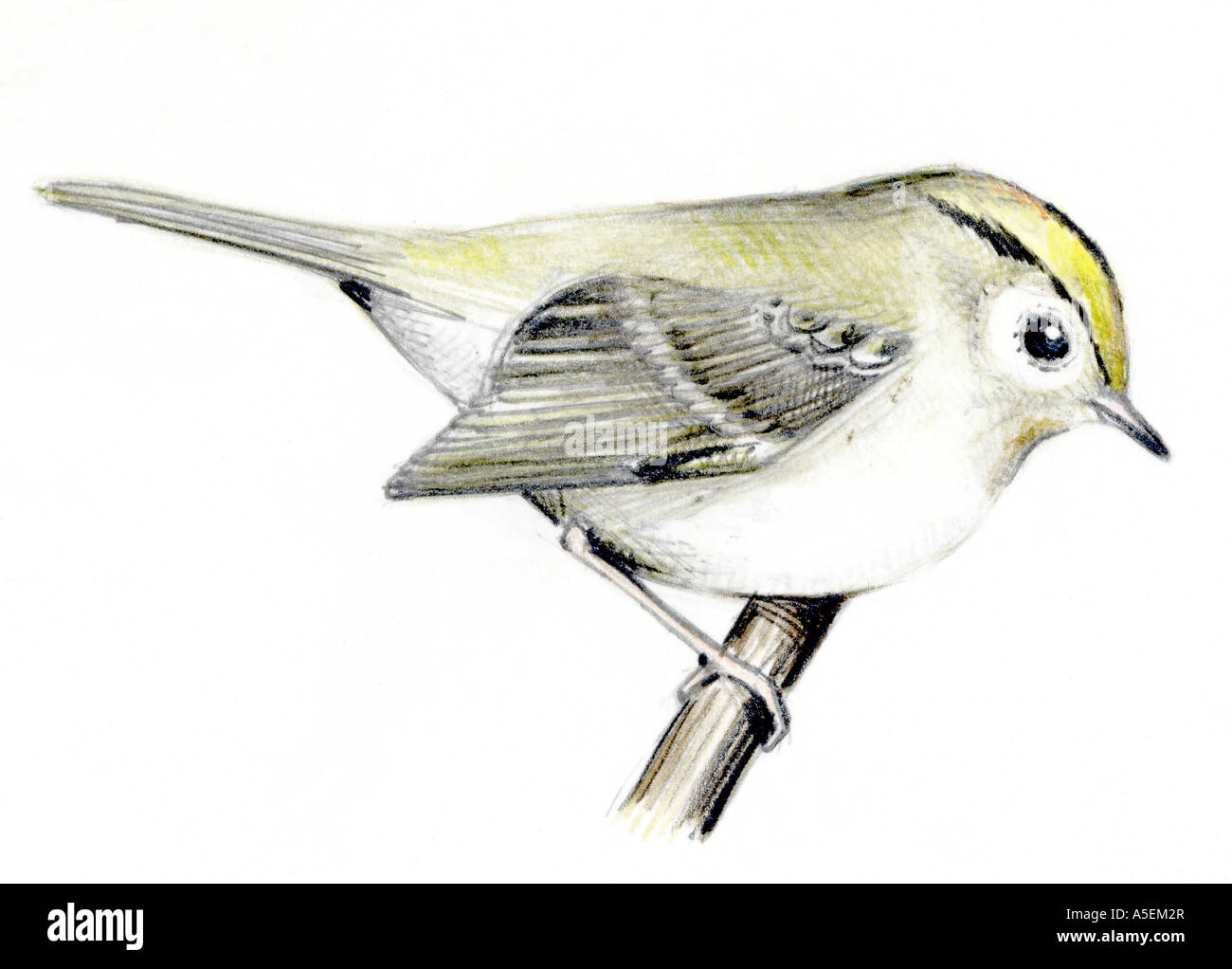 Regulus regulus l hi-res stock photography and images - Alamy