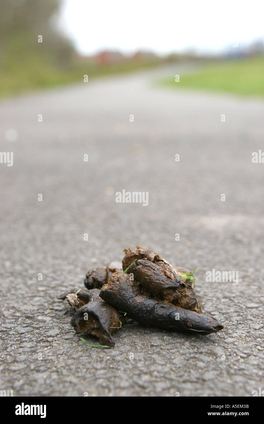 Dog mess on pavement Stock Photo - Alamy
