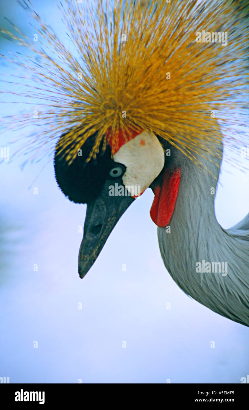 Curved crane hi-res stock photography and images - Alamy