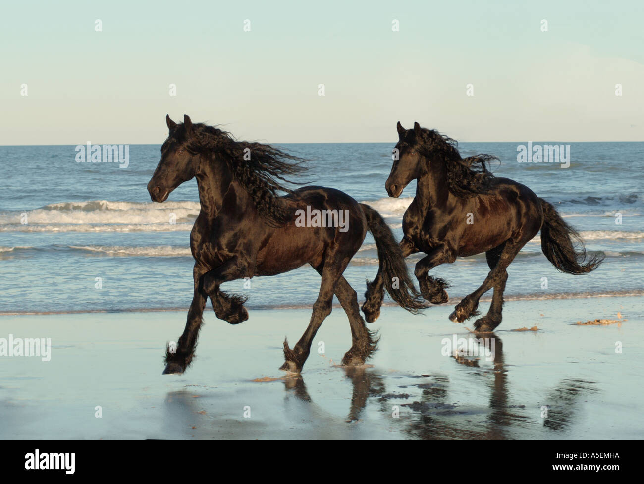 Friesian Horses Running